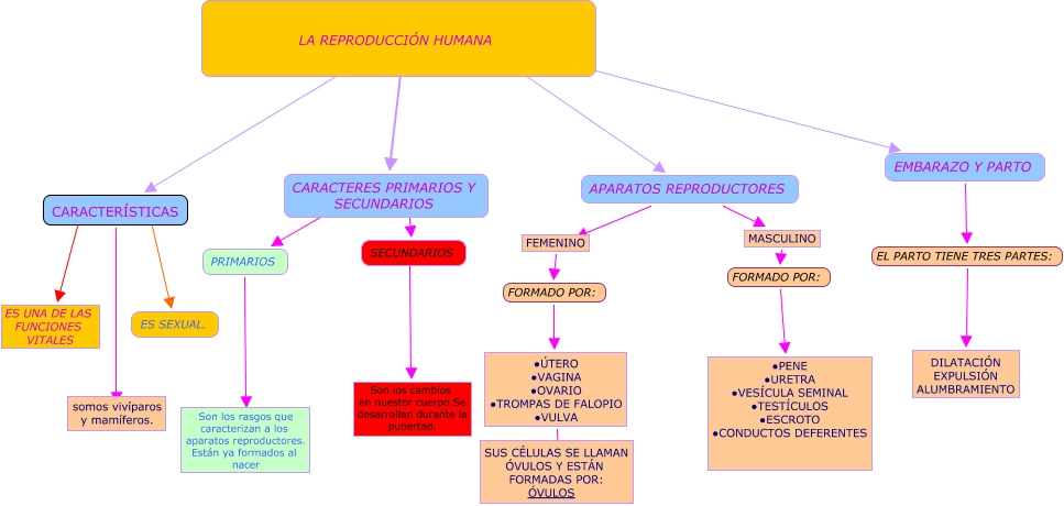 esquema tema 4 cono.cmap